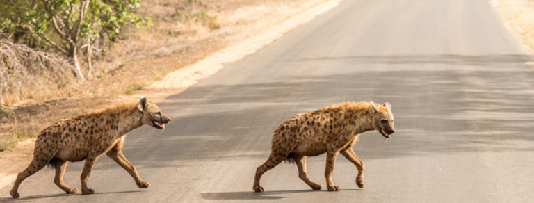 Bus Hire Johannesburg - Bus Hire - Ubuntu bus hire Bus Hire Services